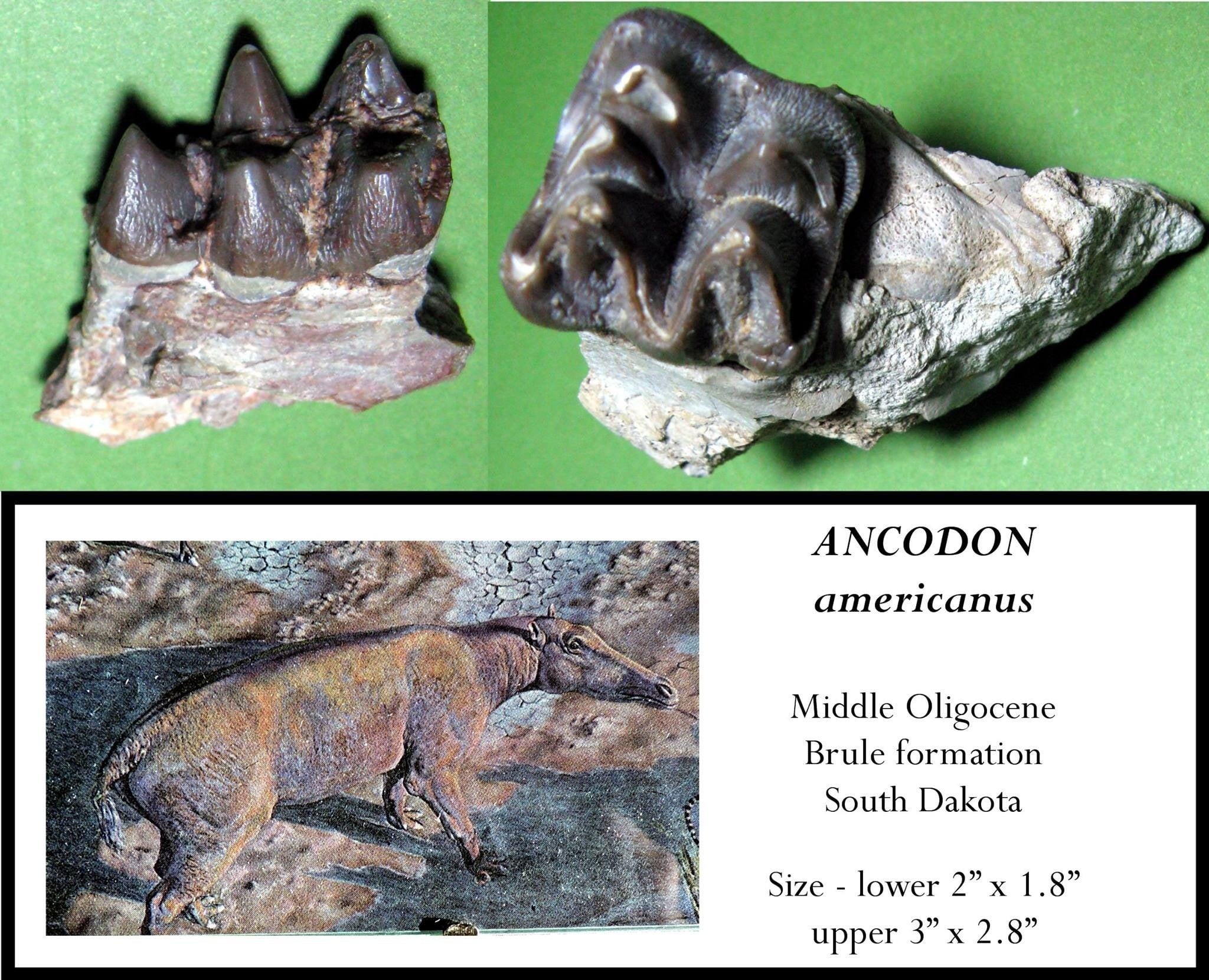 New Pics Of Badland Fossils - Member Collections - The Fossil Forum