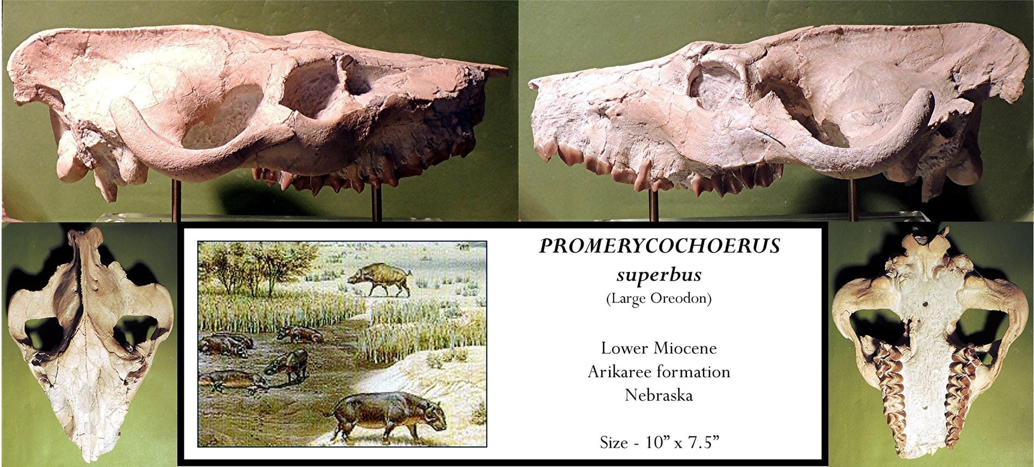 New Pics Of Badland Fossils - Member Collections - The Fossil Forum