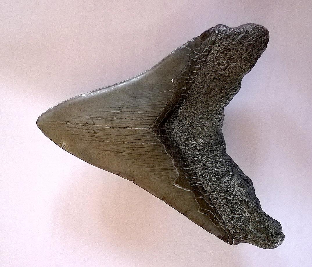 Meg Tooth - Fossil ID - The Fossil Forum