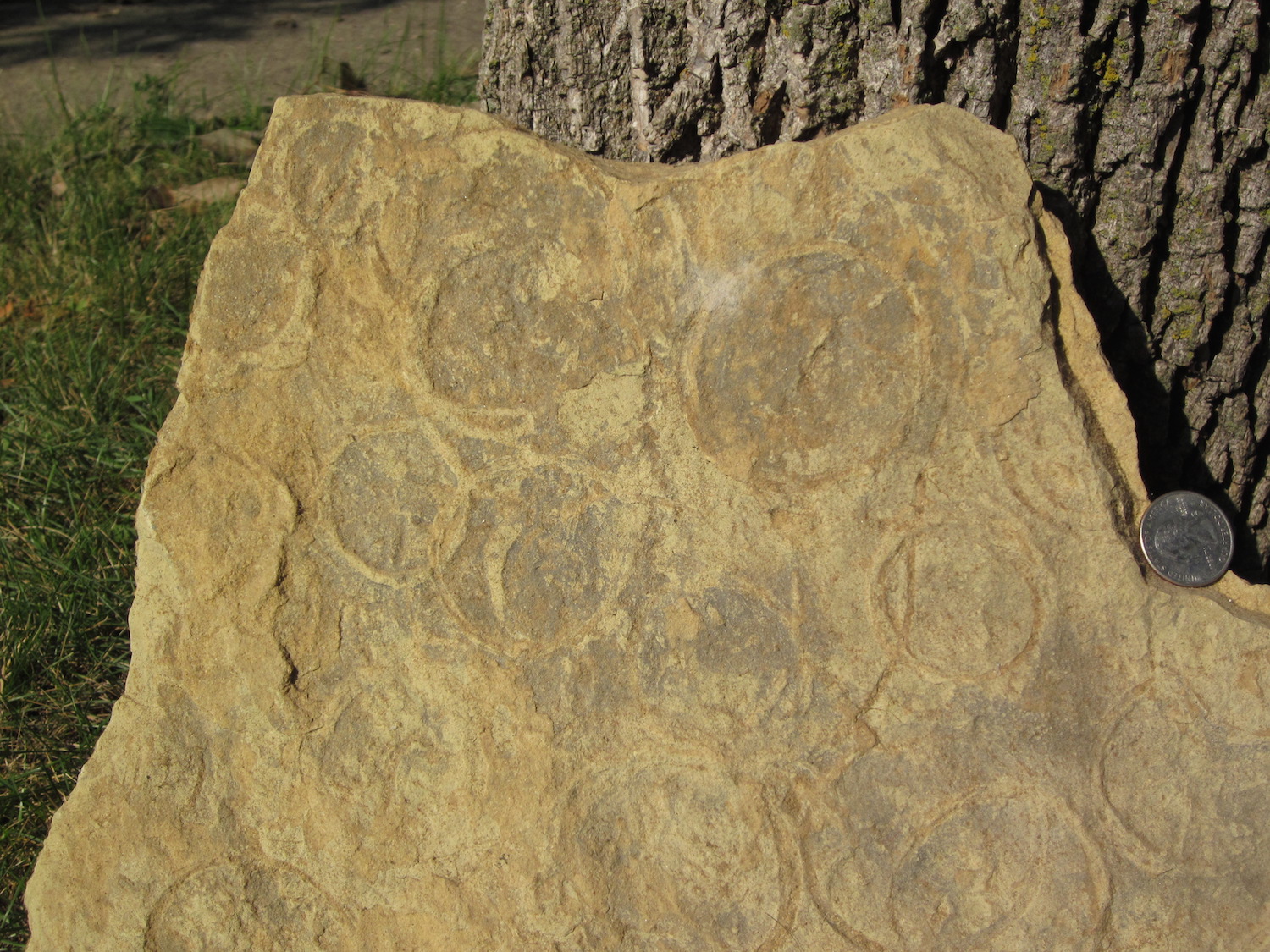 Wisconsin Cambrian Fossil Mystery - Fossil ID - The Fossil Forum