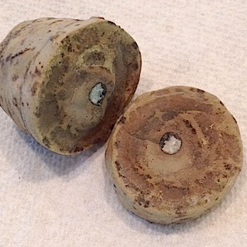 What Are These Cylinders? - Fossil ID - The Fossil Forum