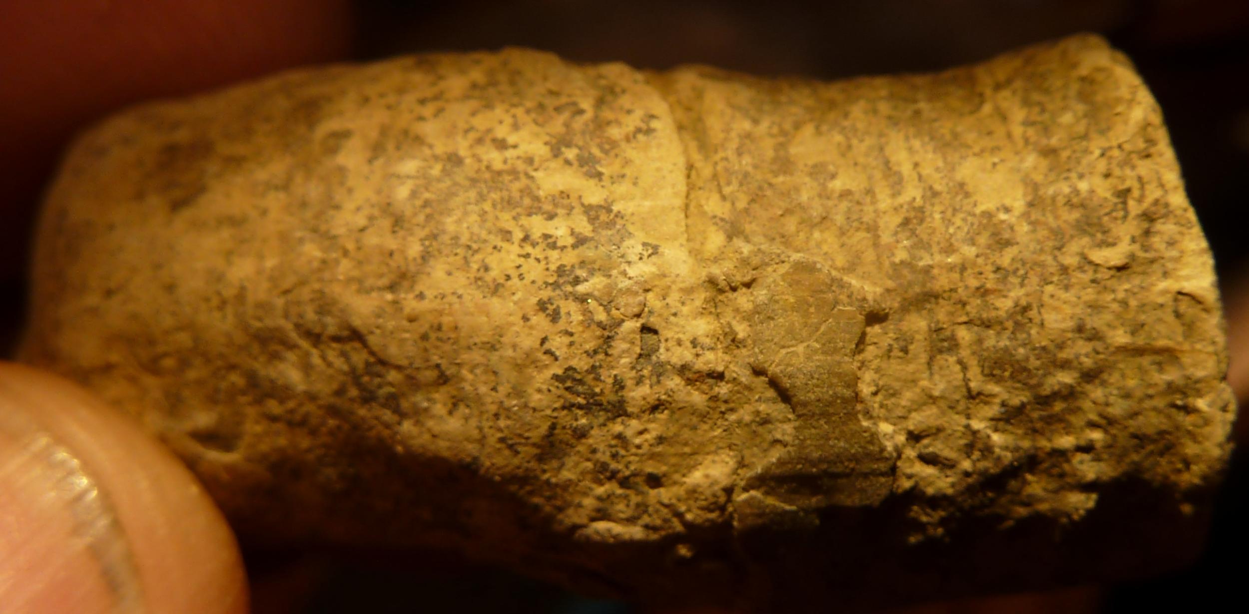 What Are These Cylinders? - Page 2 - Fossil ID - The Fossil Forum