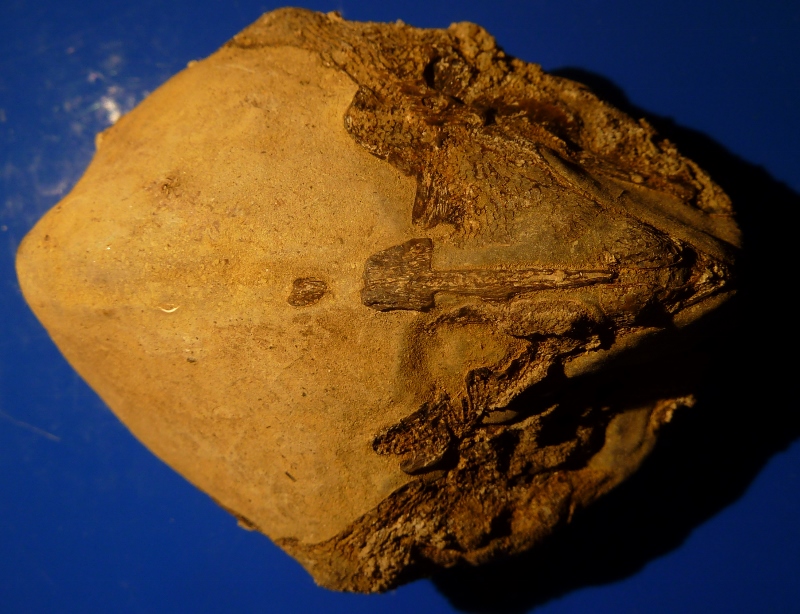 Marine Miocene Vertebrate From California - Fossil ID - The Fossil Forum