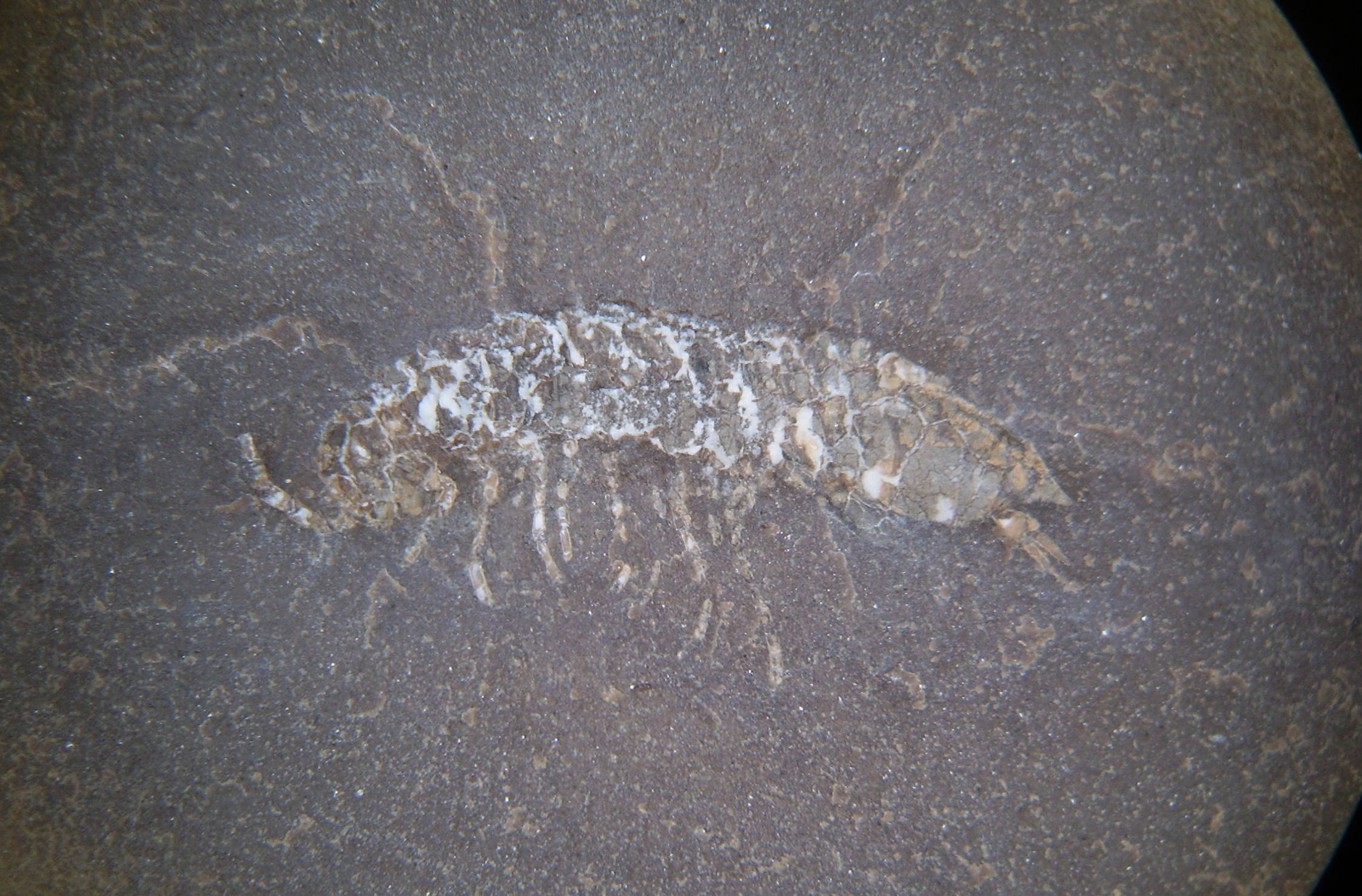 Found Oldest Known Fossil Isopod - Member Collections - The Fossil Forum