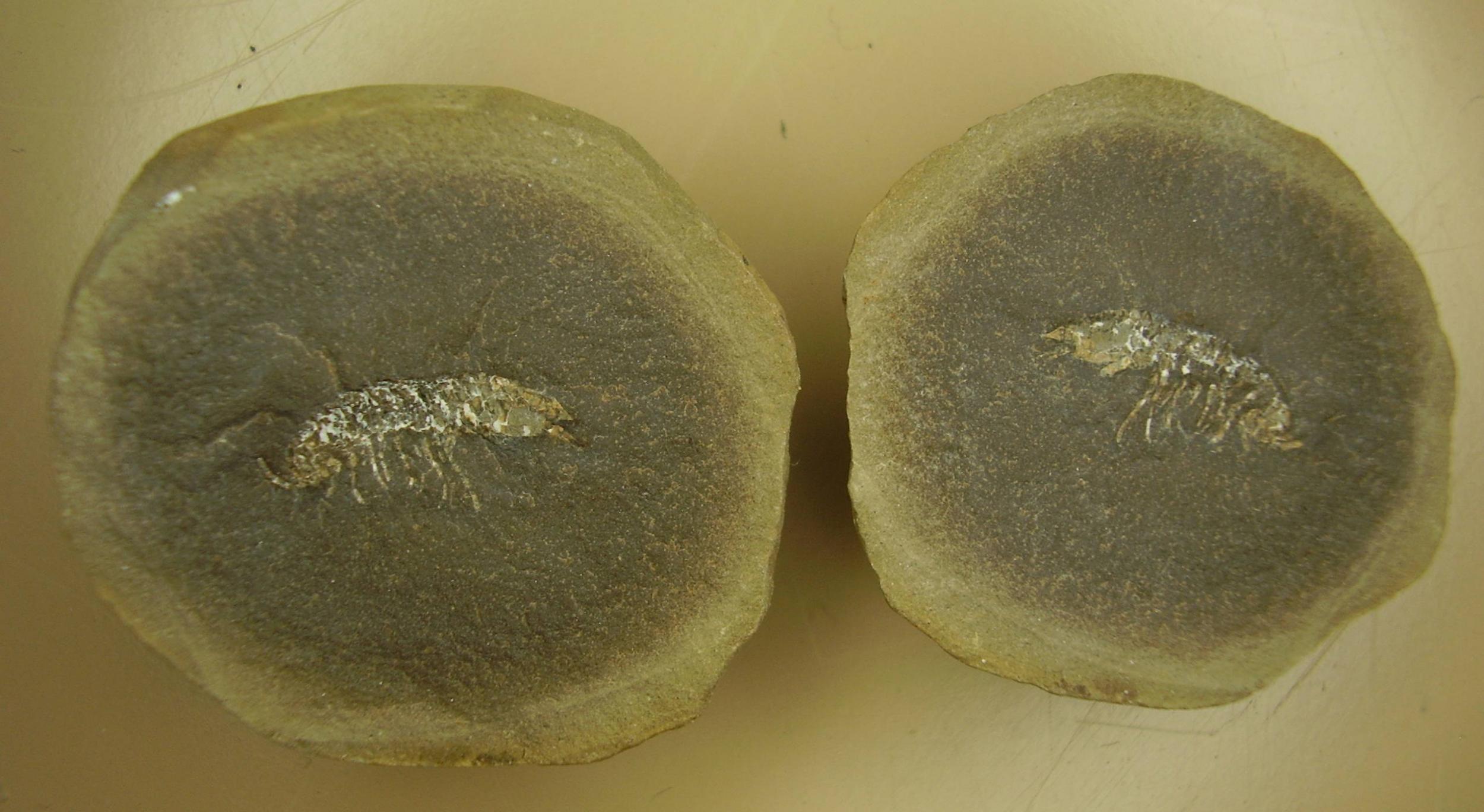 Found Oldest Known Fossil Isopod - Member Collections - The Fossil Forum