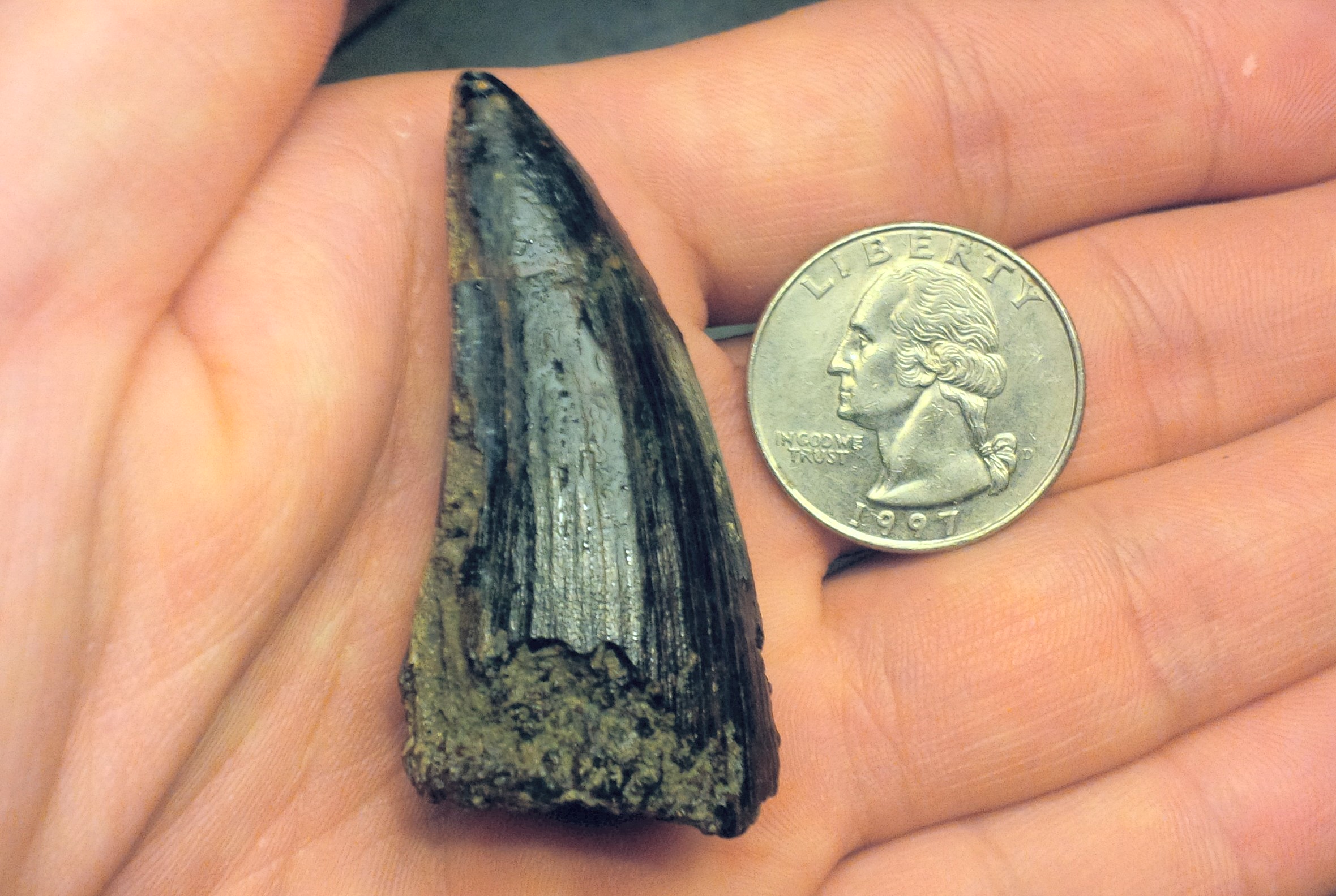 Today's Finds...n. Sulphur River. Tylosaurus Tooth? - Fossil ID - The ...