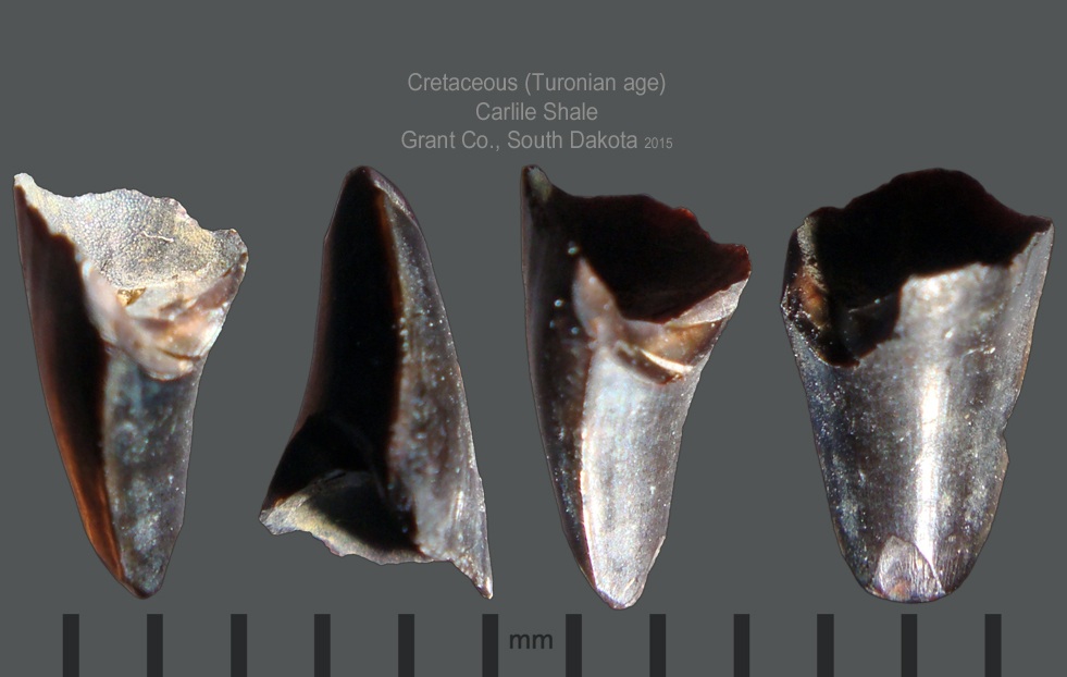2 Cretaceous Teeth For Id - Fossil ID - The Fossil Forum
