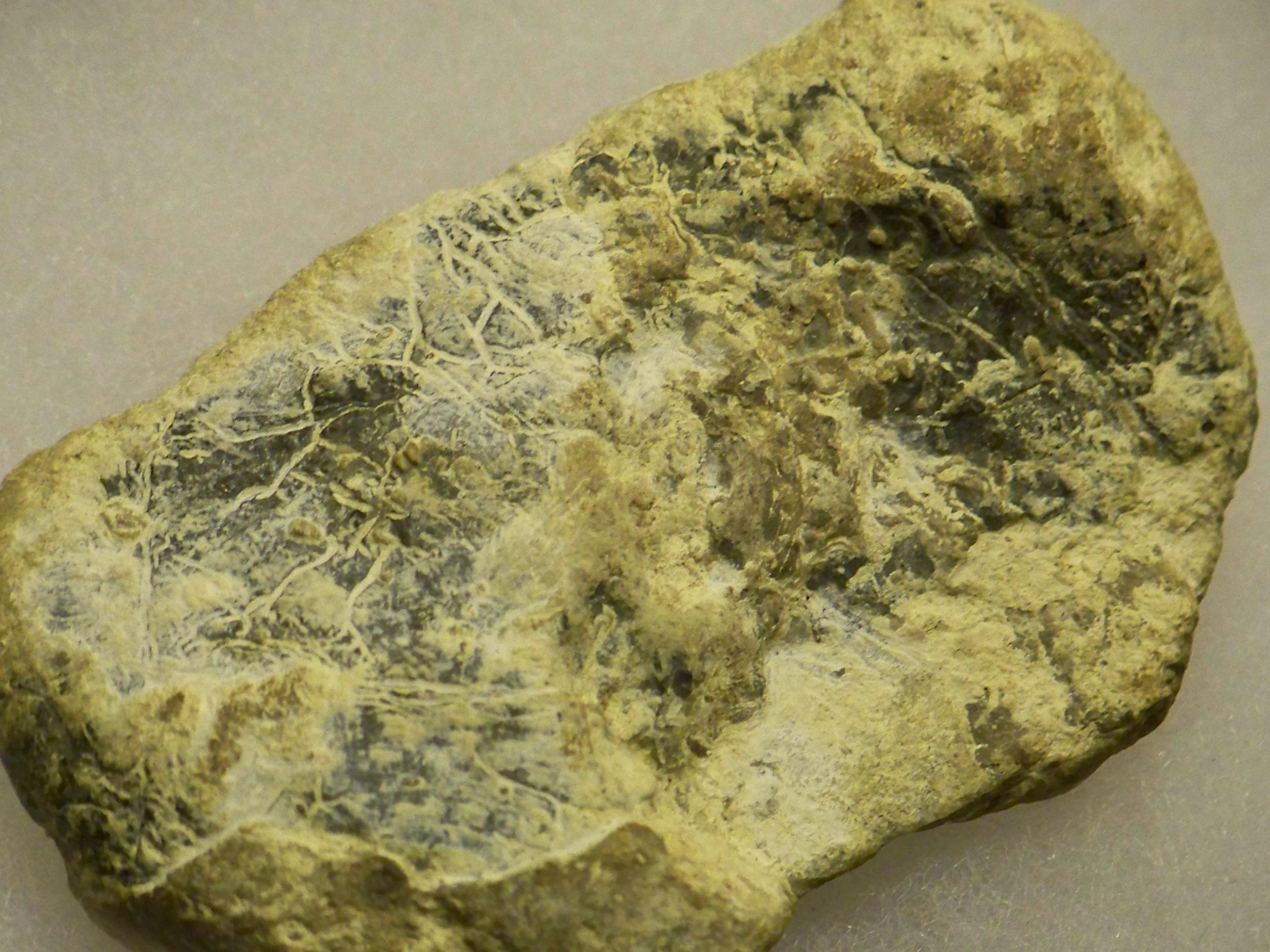 Fossilized Eggshell Fragments? - Fossil ID - The Fossil Forum