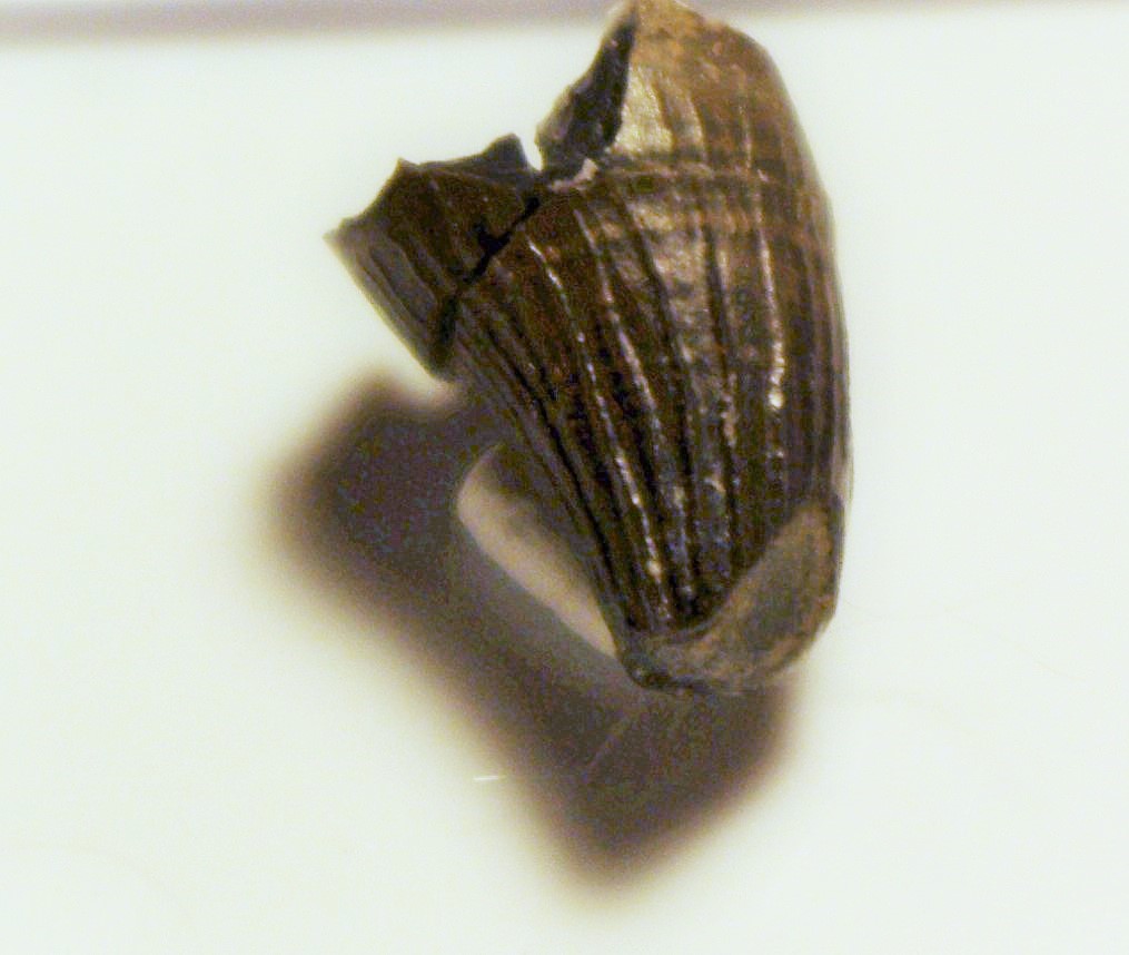 Liopleurodon Tooth - Member Collections - The Fossil Forum