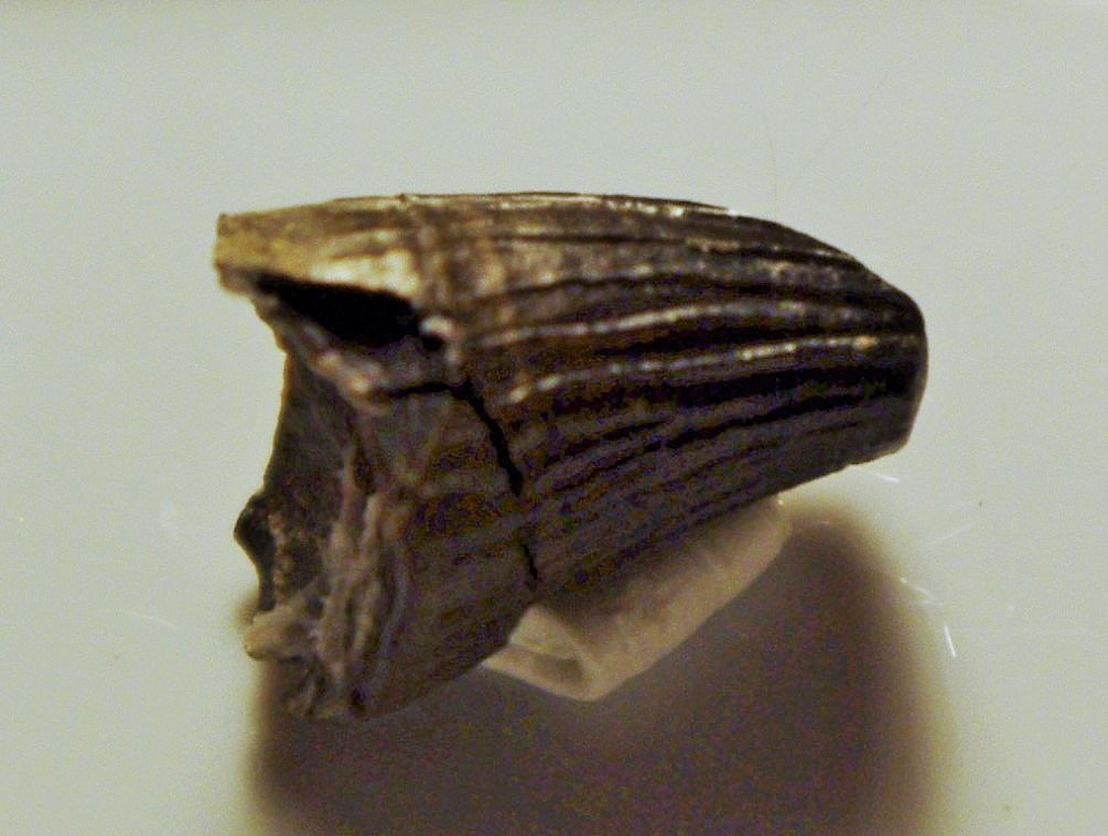 Liopleurodon Tooth - Member Collections - The Fossil Forum
