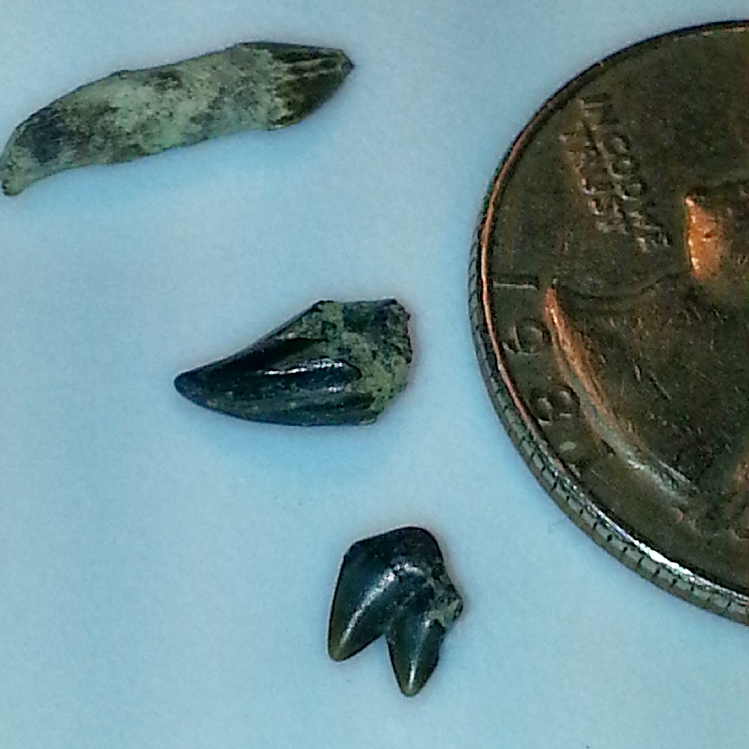 Micro Teeth Id - Fossil ID - The Fossil Forum