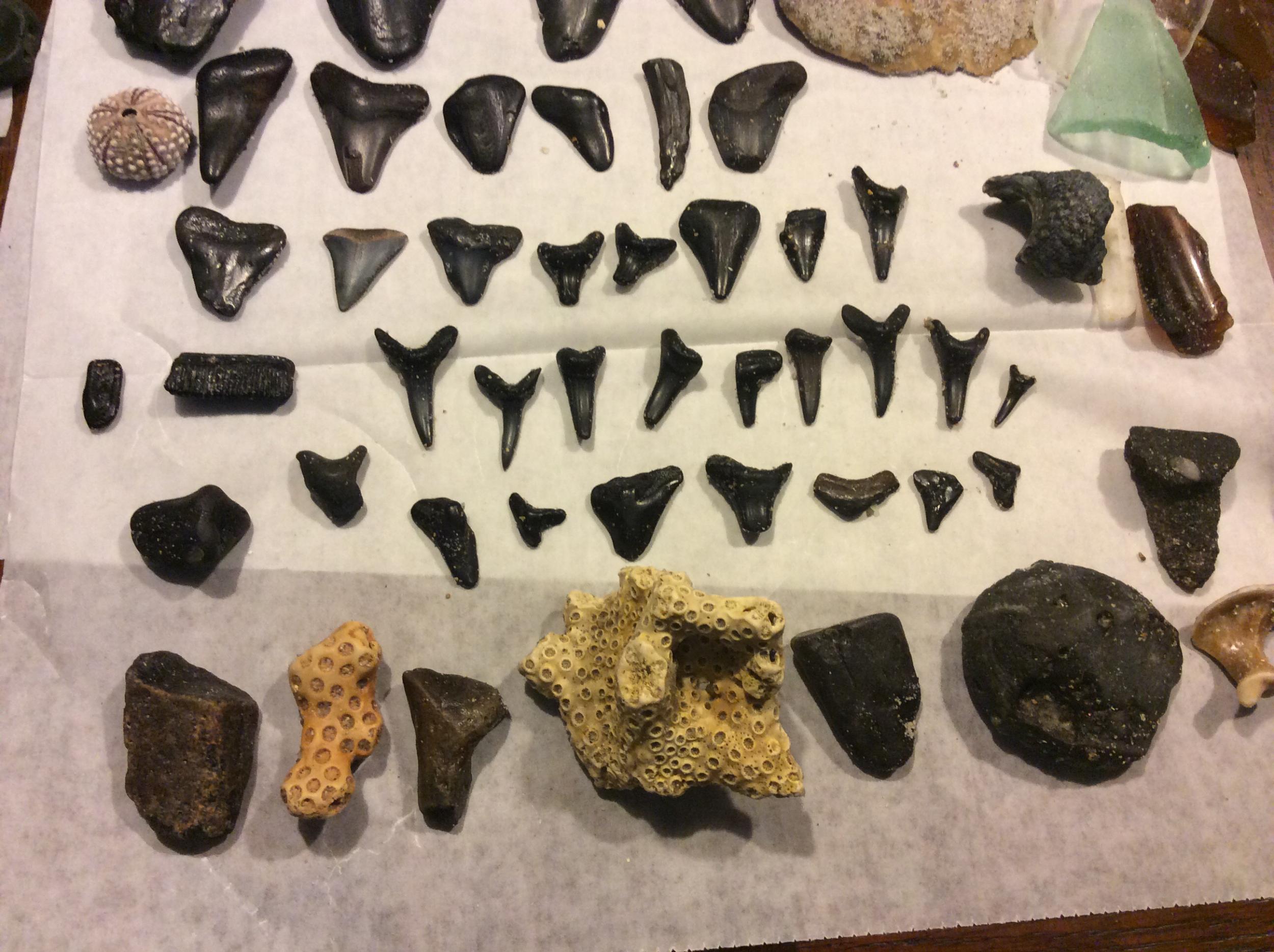 Great White Tooth? - Fossil ID - The Fossil Forum