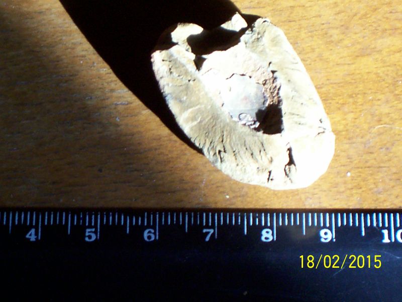 Id? - Fossil ID - The Fossil Forum