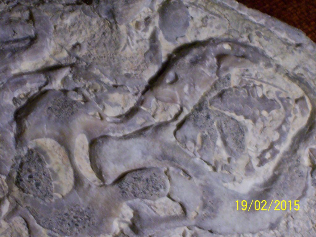 Cretaceous Fossil Ensemble... - Fossil ID - The Fossil Forum
