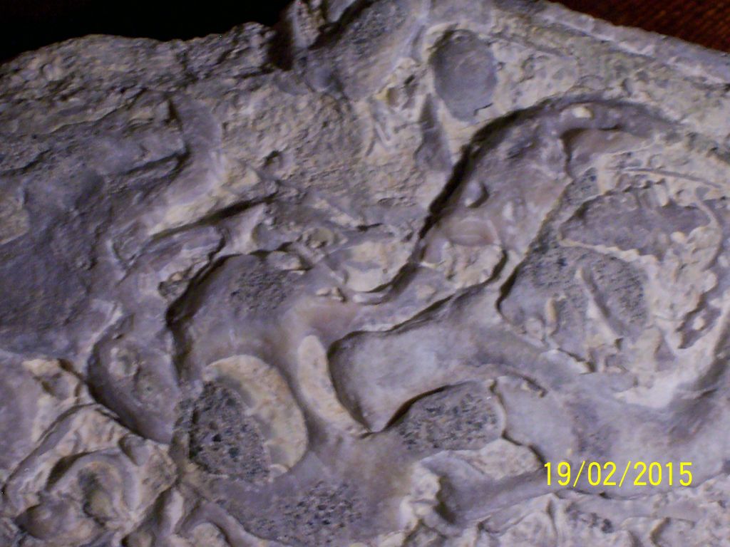 Cretaceous Fossil Ensemble... - Fossil ID - The Fossil Forum