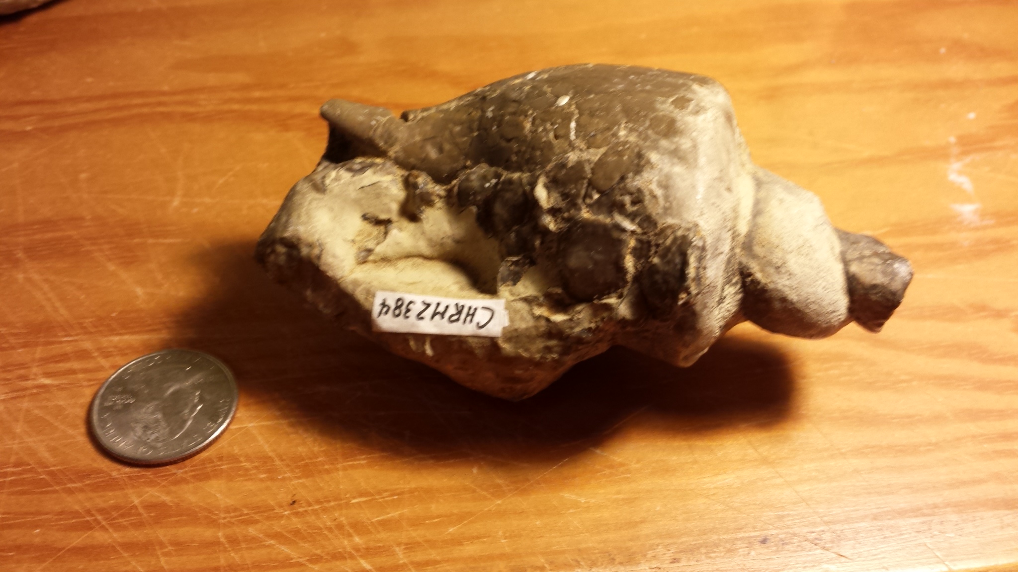 Internal Cast Of Gastropod - Fossil ID - The Fossil Forum
