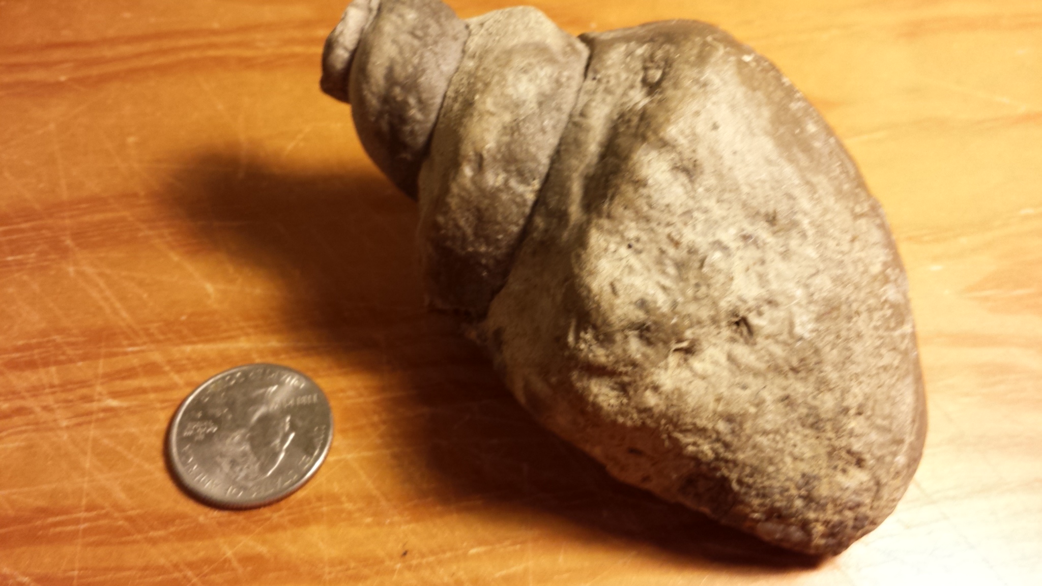 Internal Cast Of Gastropod - Fossil ID - The Fossil Forum