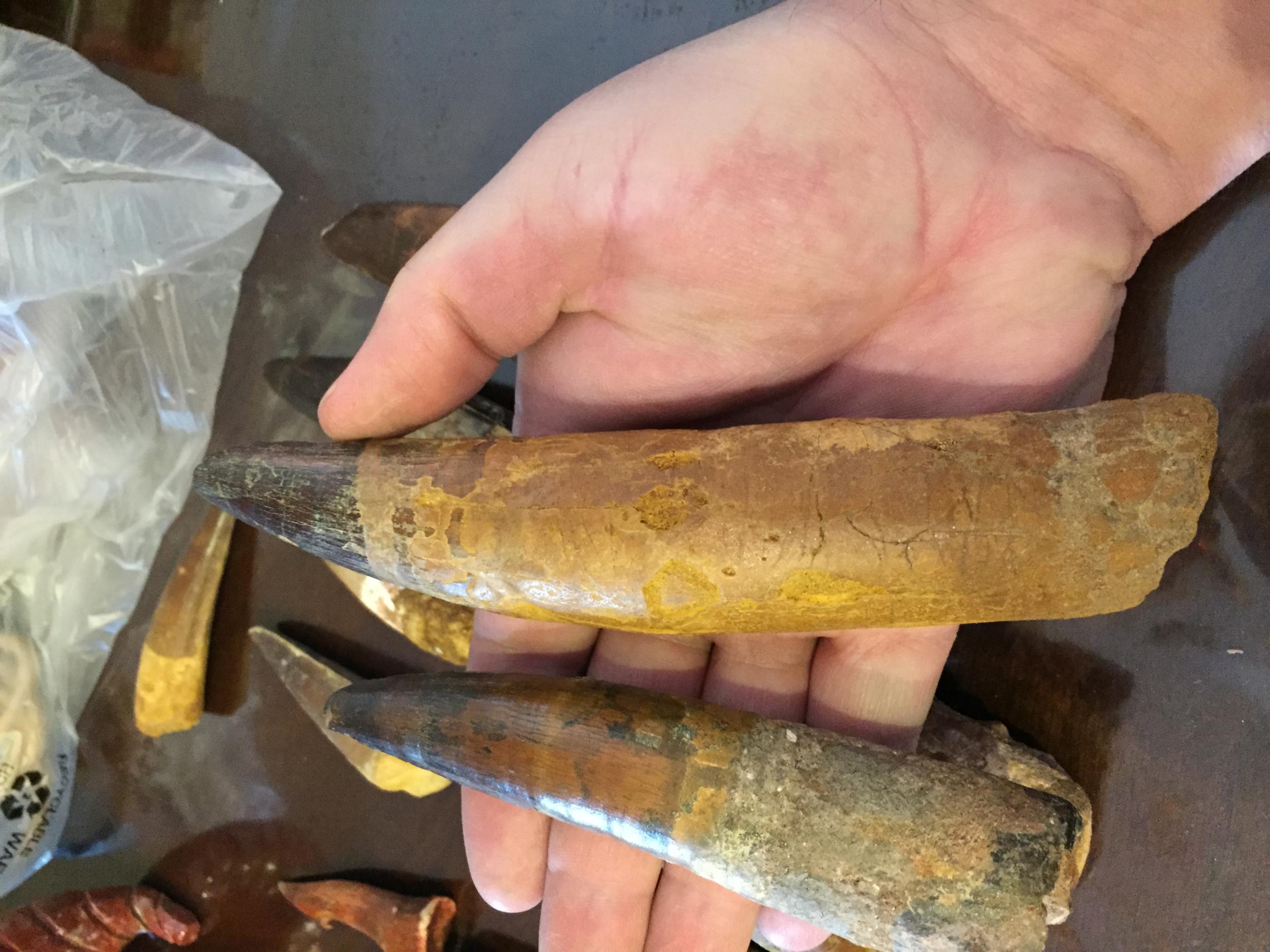 My Monster Spino Teeth - Member Collections - The Fossil Forum