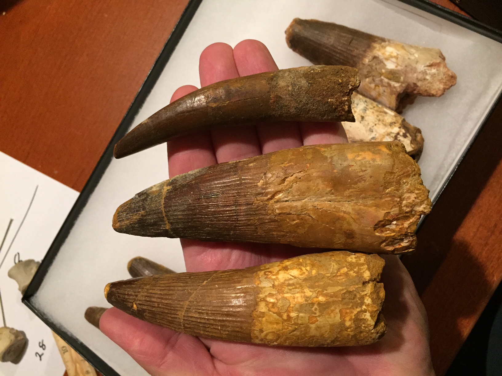 My Monster Spino Teeth - Member Collections - The Fossil Forum