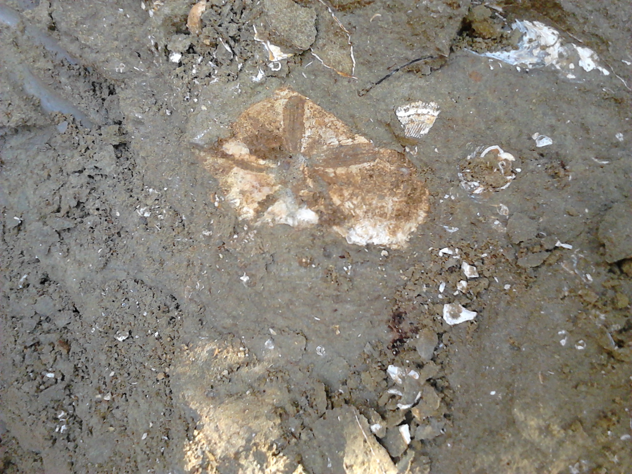 Help With Miocene Fossil - Fossil ID - The Fossil Forum