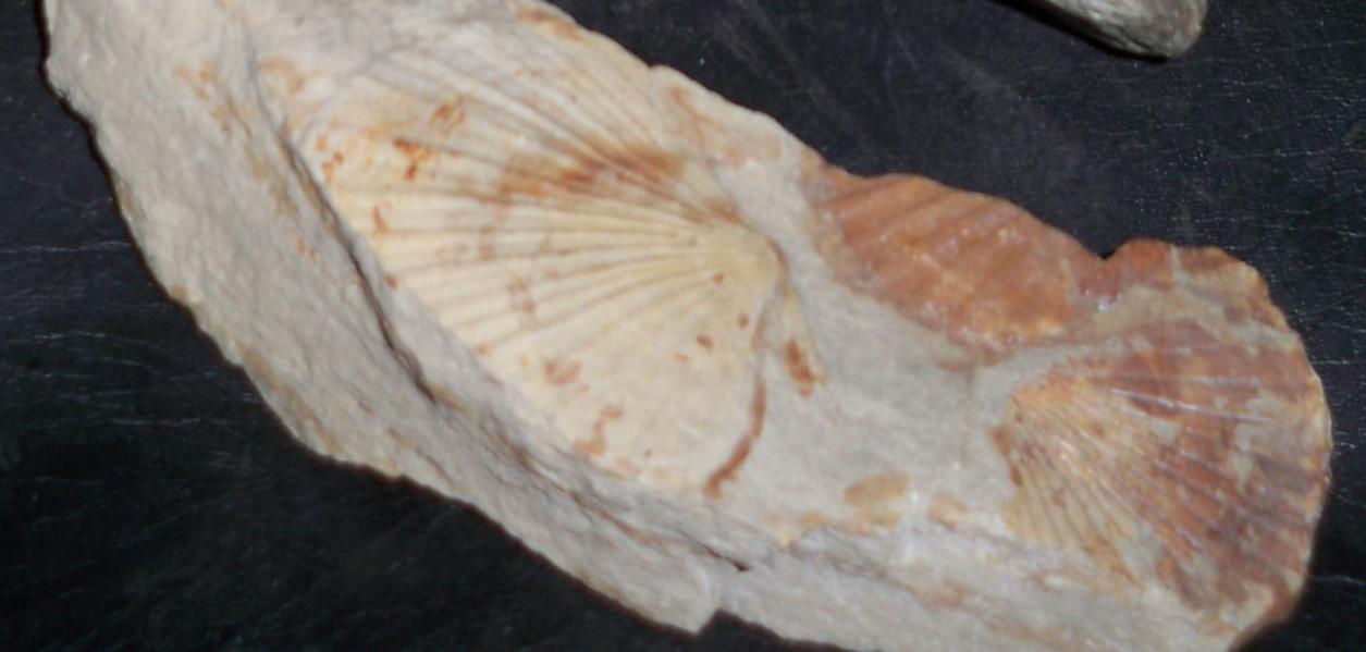 Teeth? - Fossil ID - The Fossil Forum