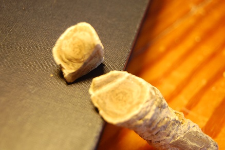 What Are These Cylinders? - Page 2 - Fossil ID - The Fossil Forum