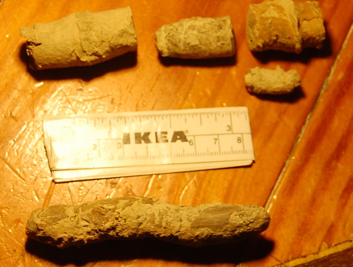 What Are These Cylinders? - Page 2 - Fossil ID - The Fossil Forum