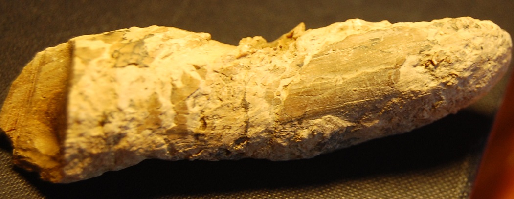 What Are These Cylinders? - Page 2 - Fossil ID - The Fossil Forum
