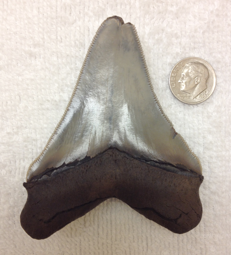 First Meg Ever! - Fossil Hunting Trips - The Fossil Forum