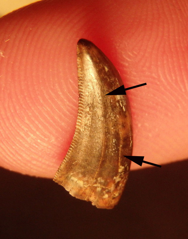 Identifying Theropod Teeth from the Hell Creek/Lance Fm - General ...