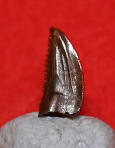 Identifying Theropod Teeth from the Hell Creek/Lance Fm - General ...