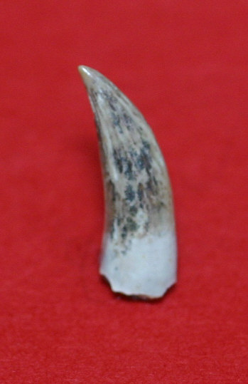 Identifying Theropod Teeth from the Hell Creek/Lance Fm - General ...