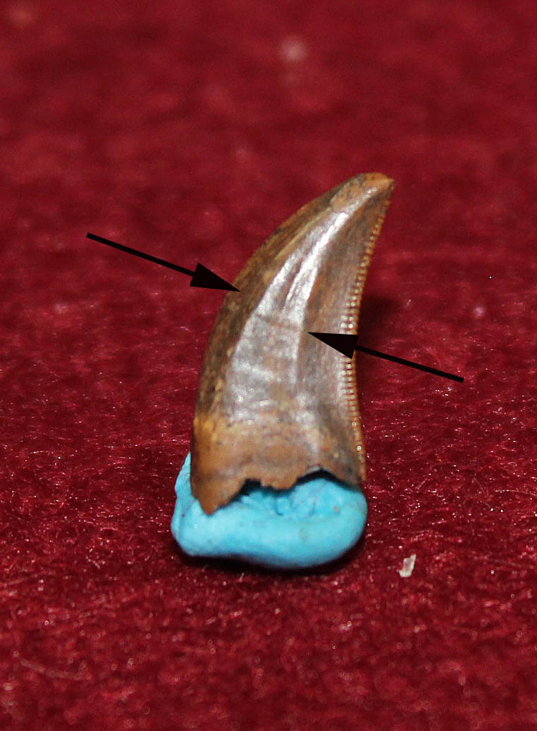 Identifying Theropod Teeth from the Hell Creek/Lance Fm - General ...