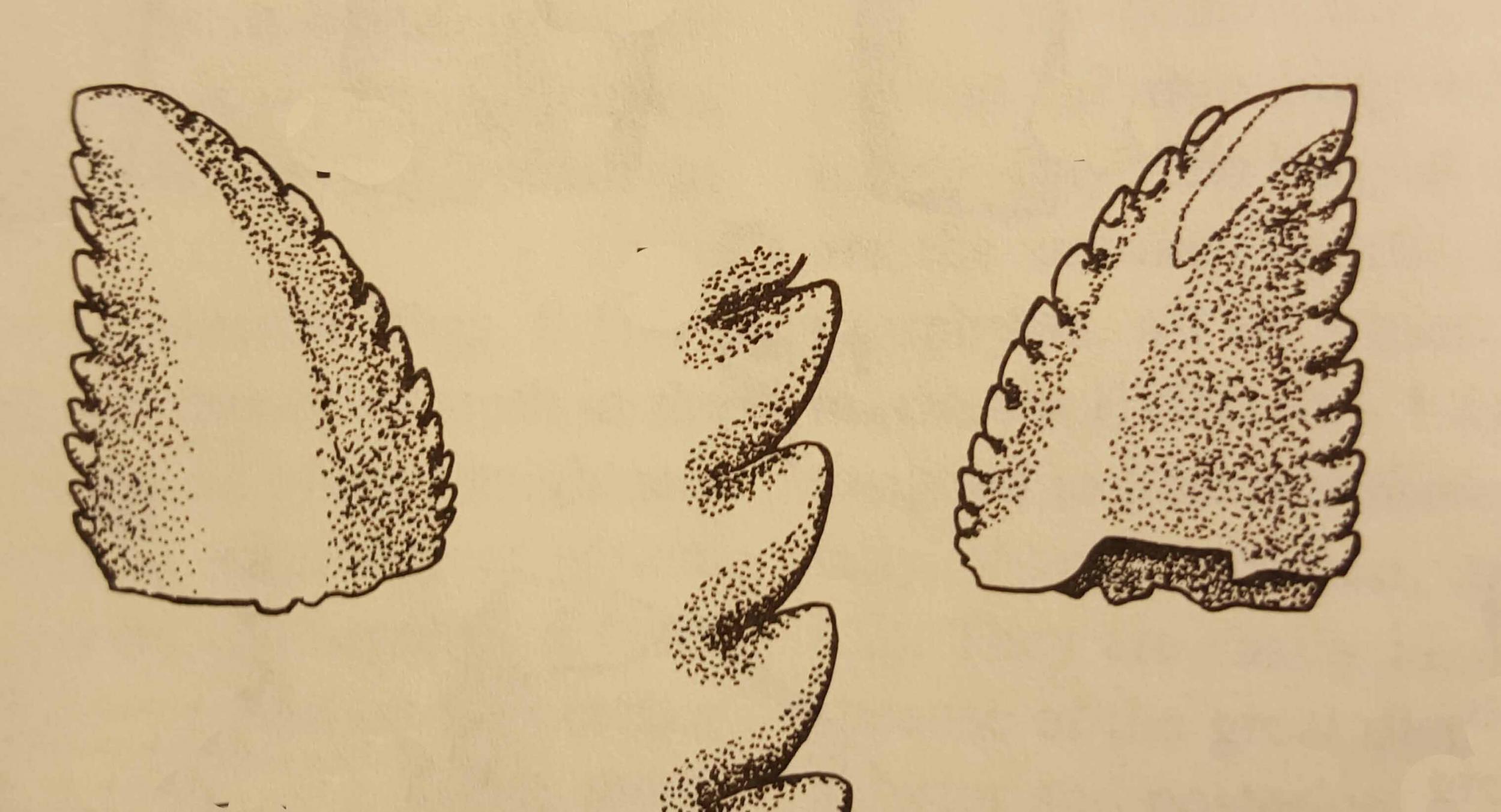 Identifying Theropod Teeth from the Two Med Formation - General Fossil ...