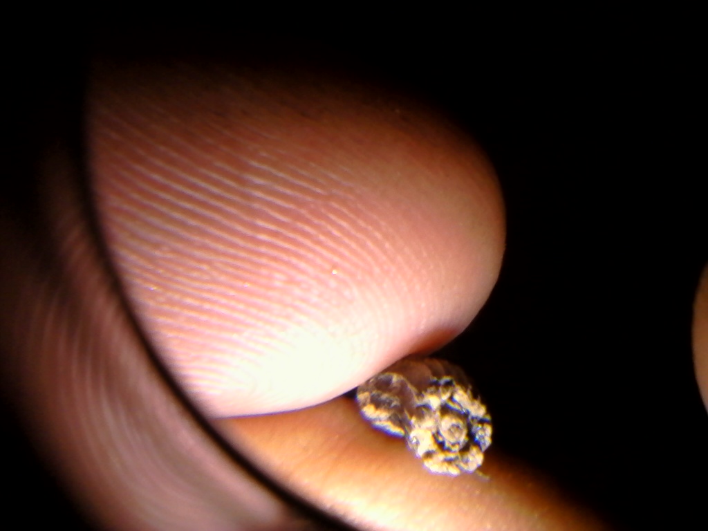 Unknown Tennessee Cretaceous Botanicals - Fossil ID - The Fossil Forum