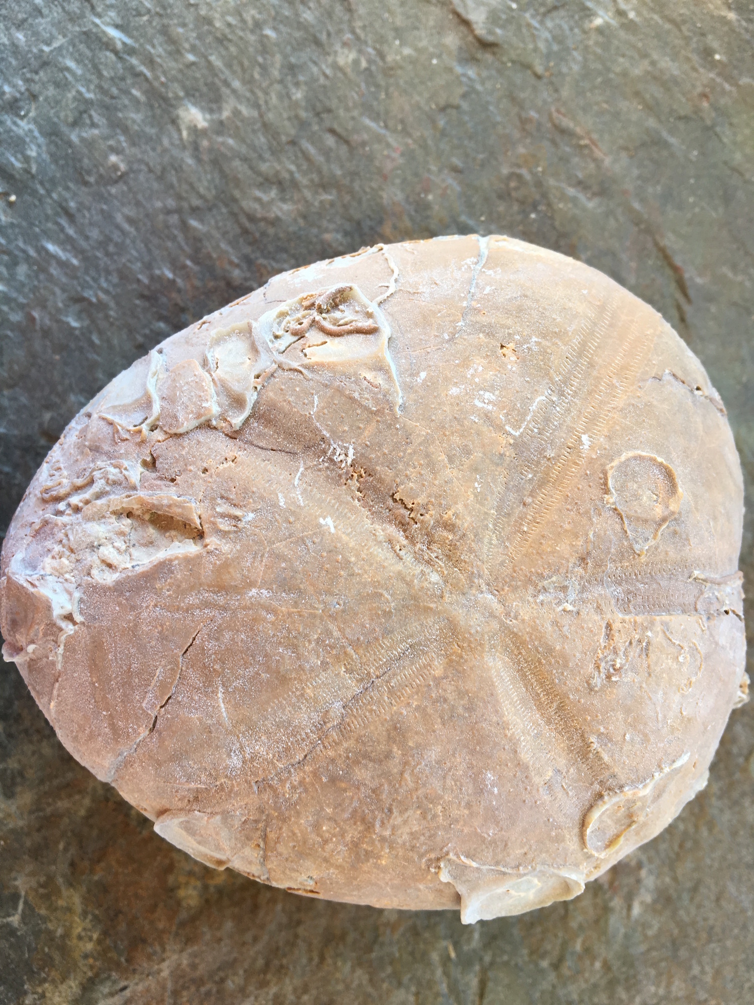Macraster - before and after - Fossil Preparation - The Fossil Forum