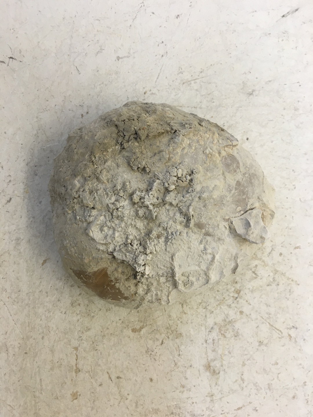 Macraster - before and after - Fossil Preparation - The Fossil Forum