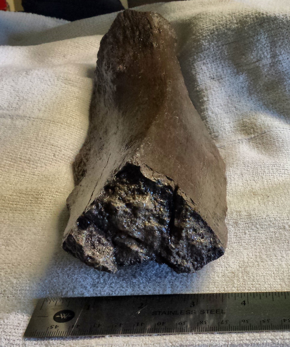 Mastodon bone from Cape Coral dredge pile? - Fossil ID - The Fossil Forum