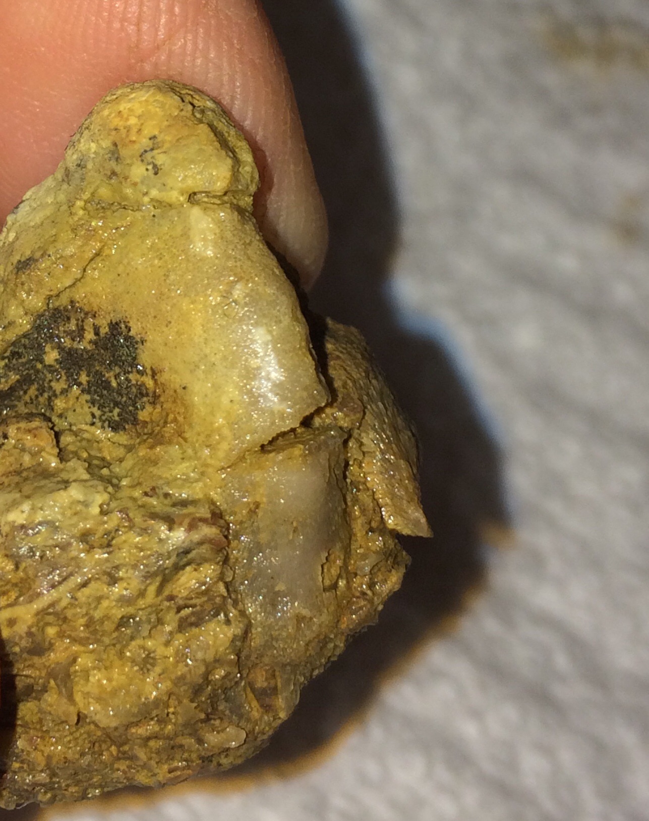 Found digging a pond - Fossil ID - The Fossil Forum