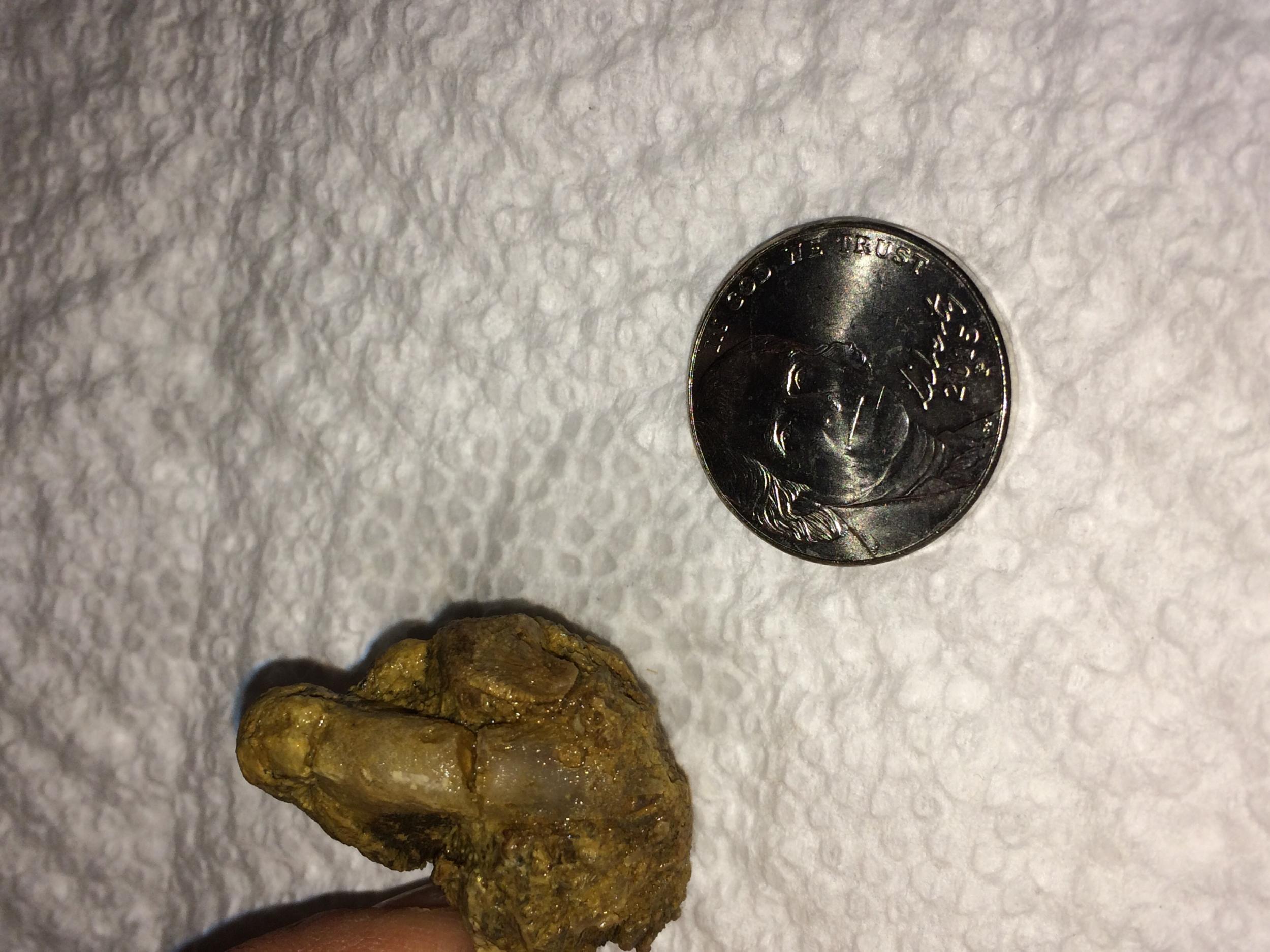 Found digging a pond - Fossil ID - The Fossil Forum