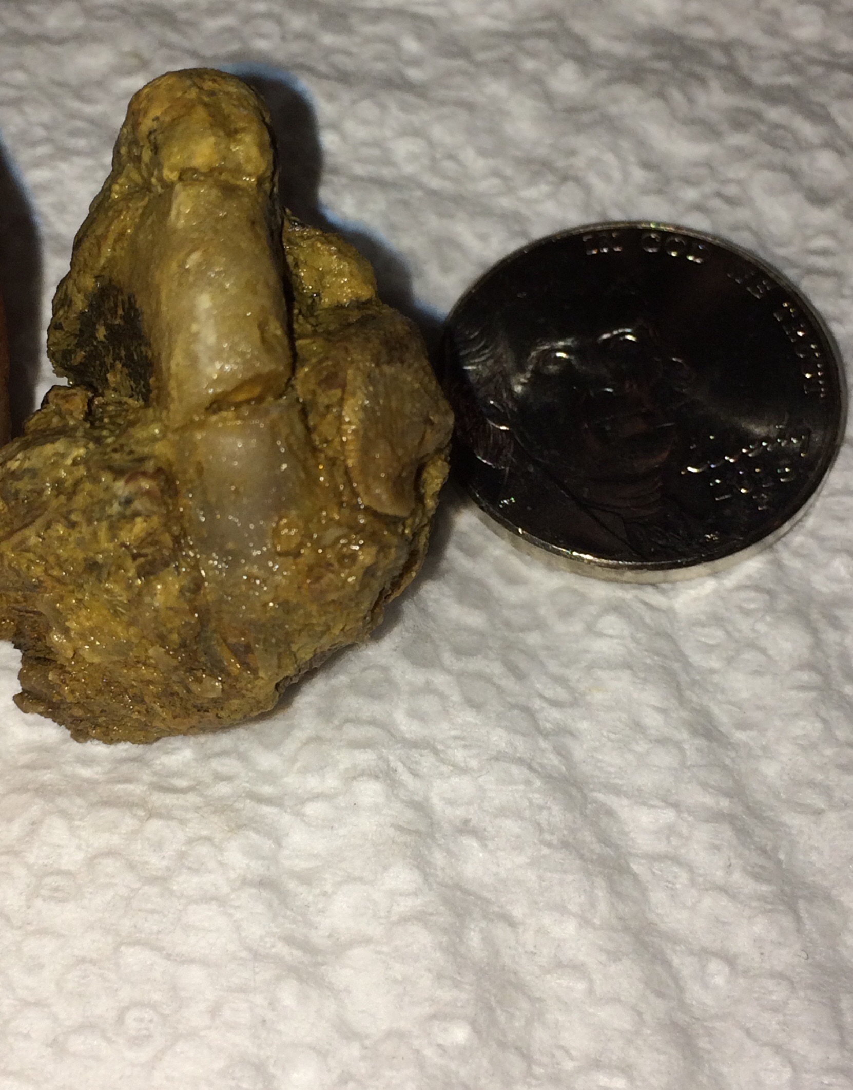 Found digging a pond - Fossil ID - The Fossil Forum