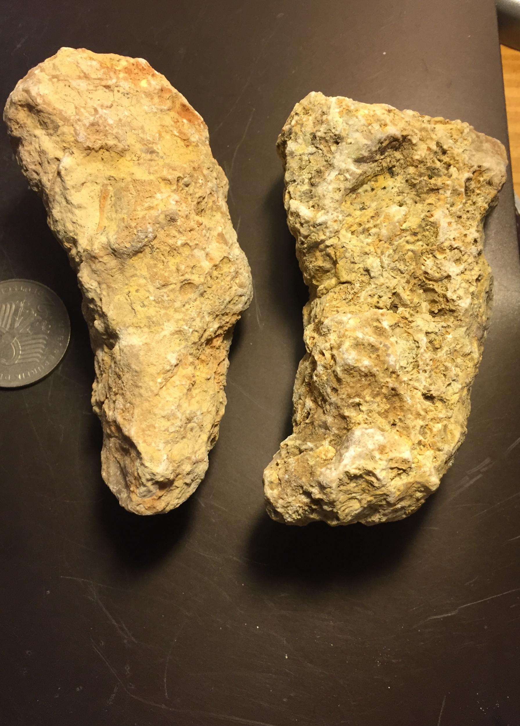 Is this a sponge? - Fossil ID - The Fossil Forum