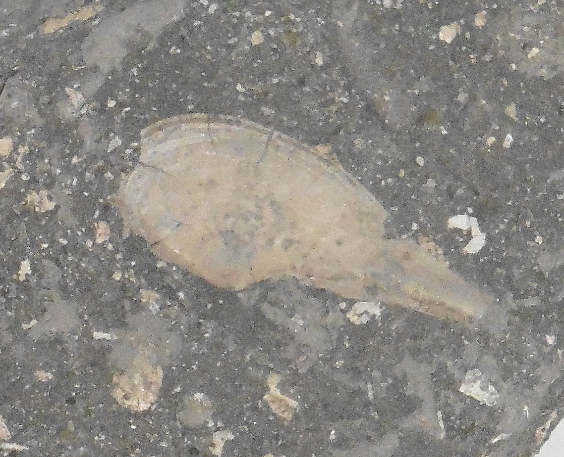 My newest tour - Fossil Hunting Trips - The Fossil Forum
