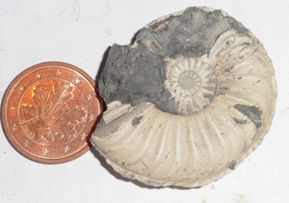 My newest tour - Fossil Hunting Trips - The Fossil Forum