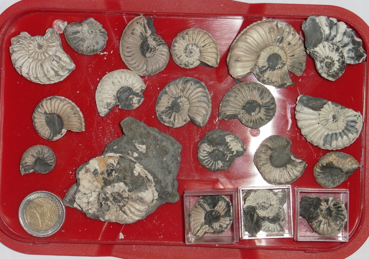 My newest tour - Fossil Hunting Trips - The Fossil Forum