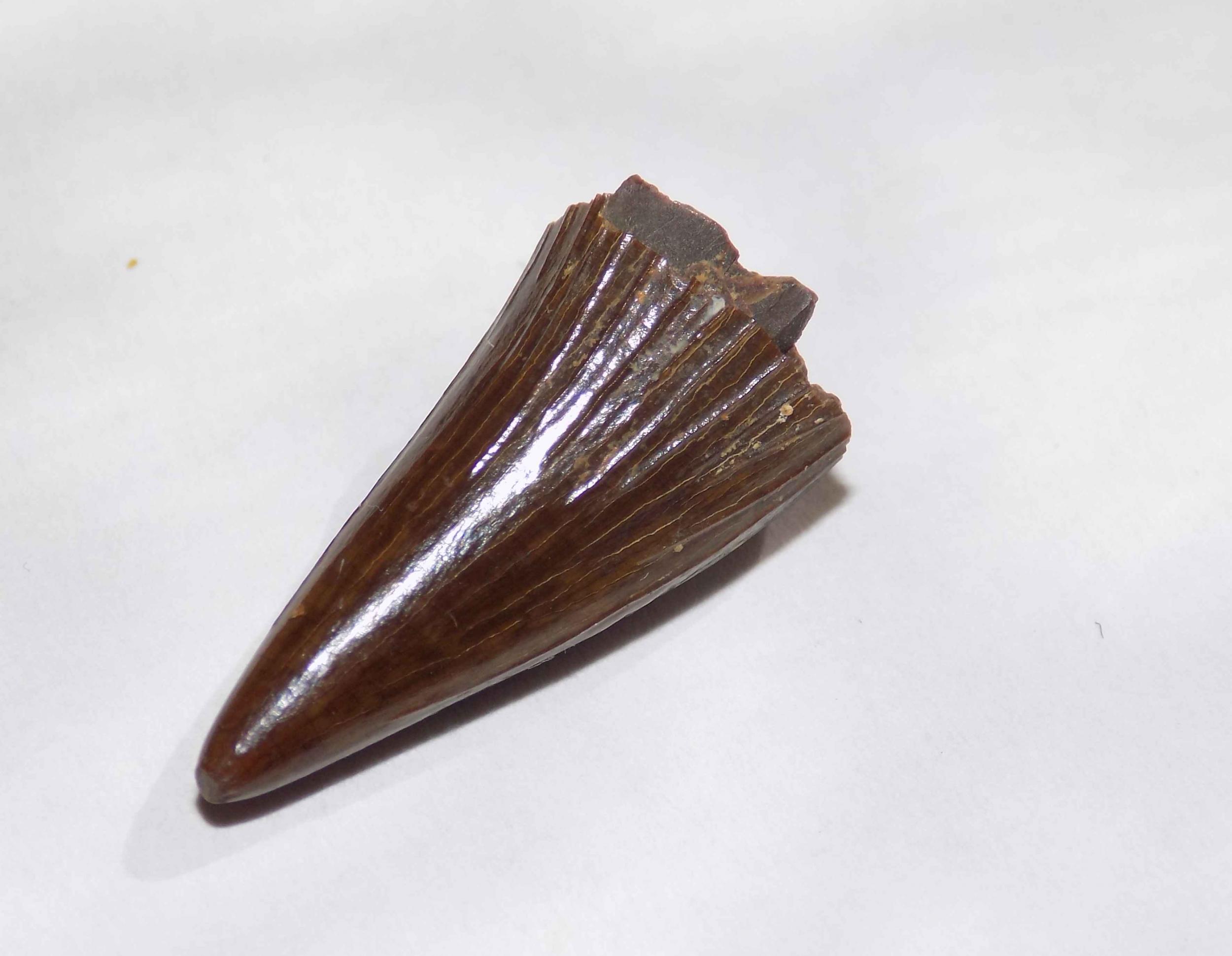 Mosasaur tooth? - Fossil ID - The Fossil Forum