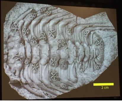 Edrioasteroids on a Trilobite - General Fossil Discussion - The Fossil ...