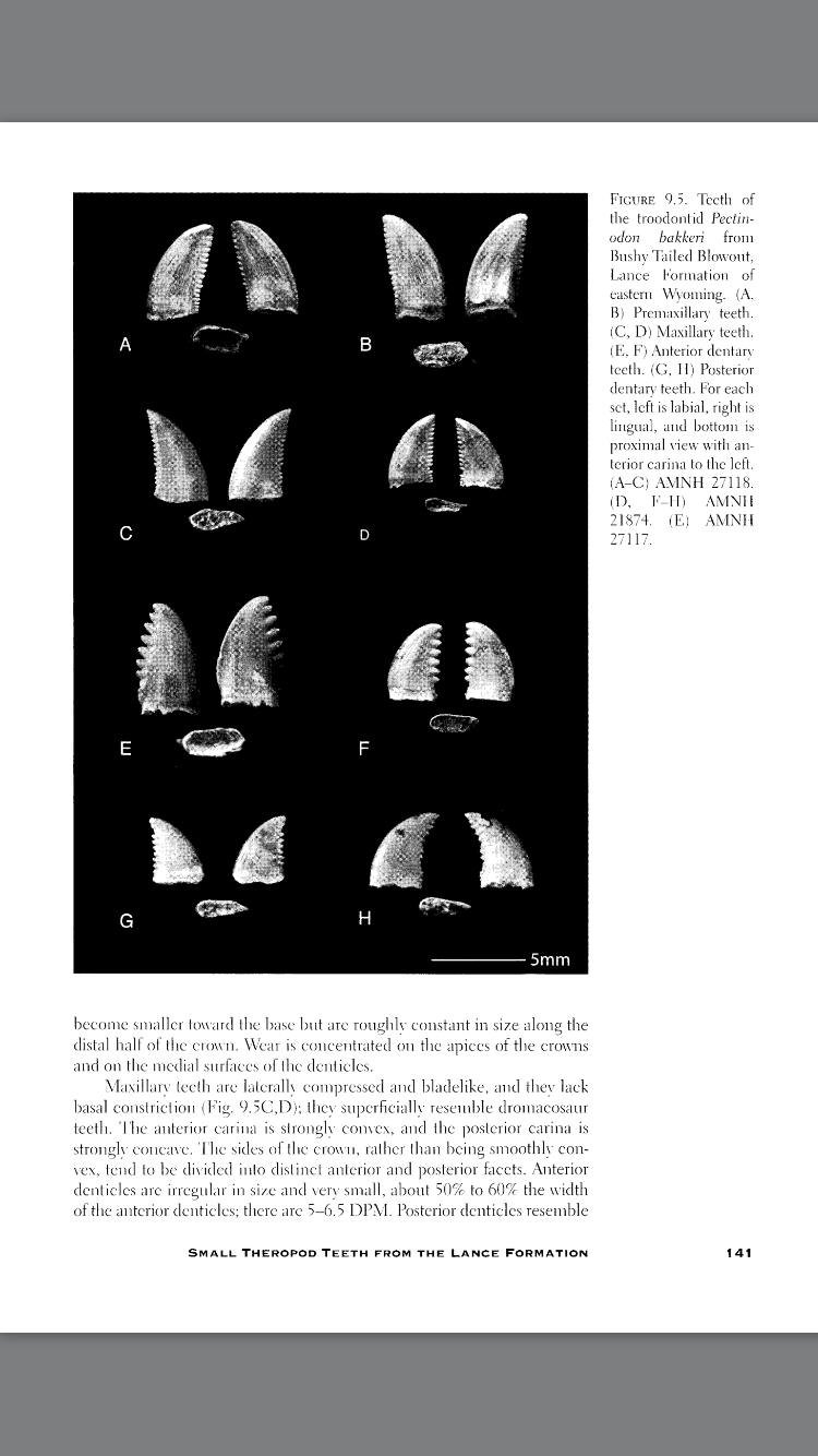 Identifying Theropod Teeth from the Hell Creek/Lance Fm - General ...