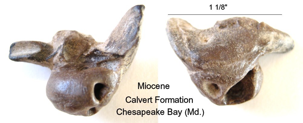 Periotic? - Fossil ID - The Fossil Forum