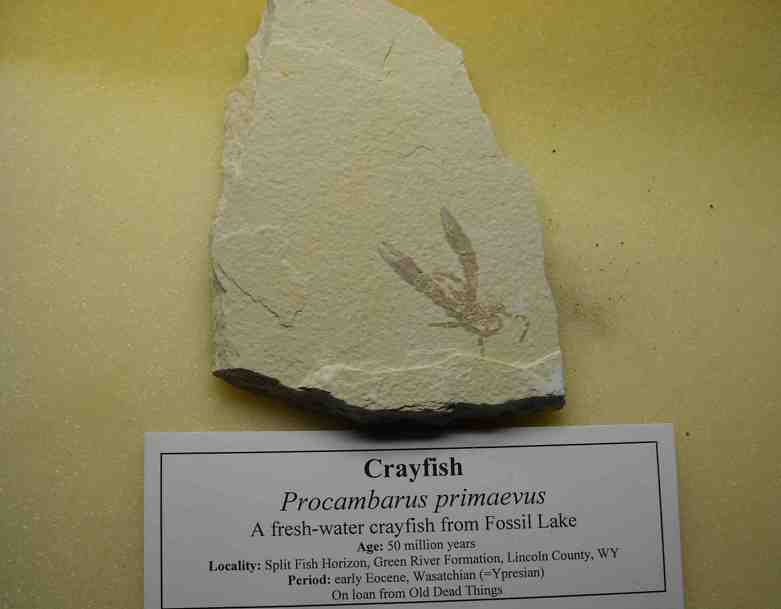 Crayfish From Green River - General Discussion - The Fossil Forum